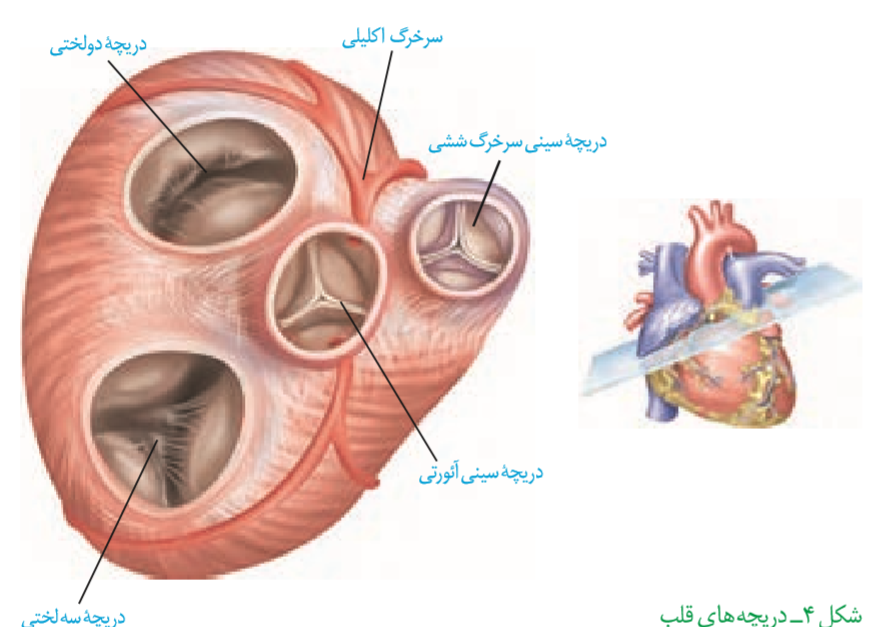 تدریس قلب زیست شناسی دهم تجربی | کنکور1402 - آکادمی امروز